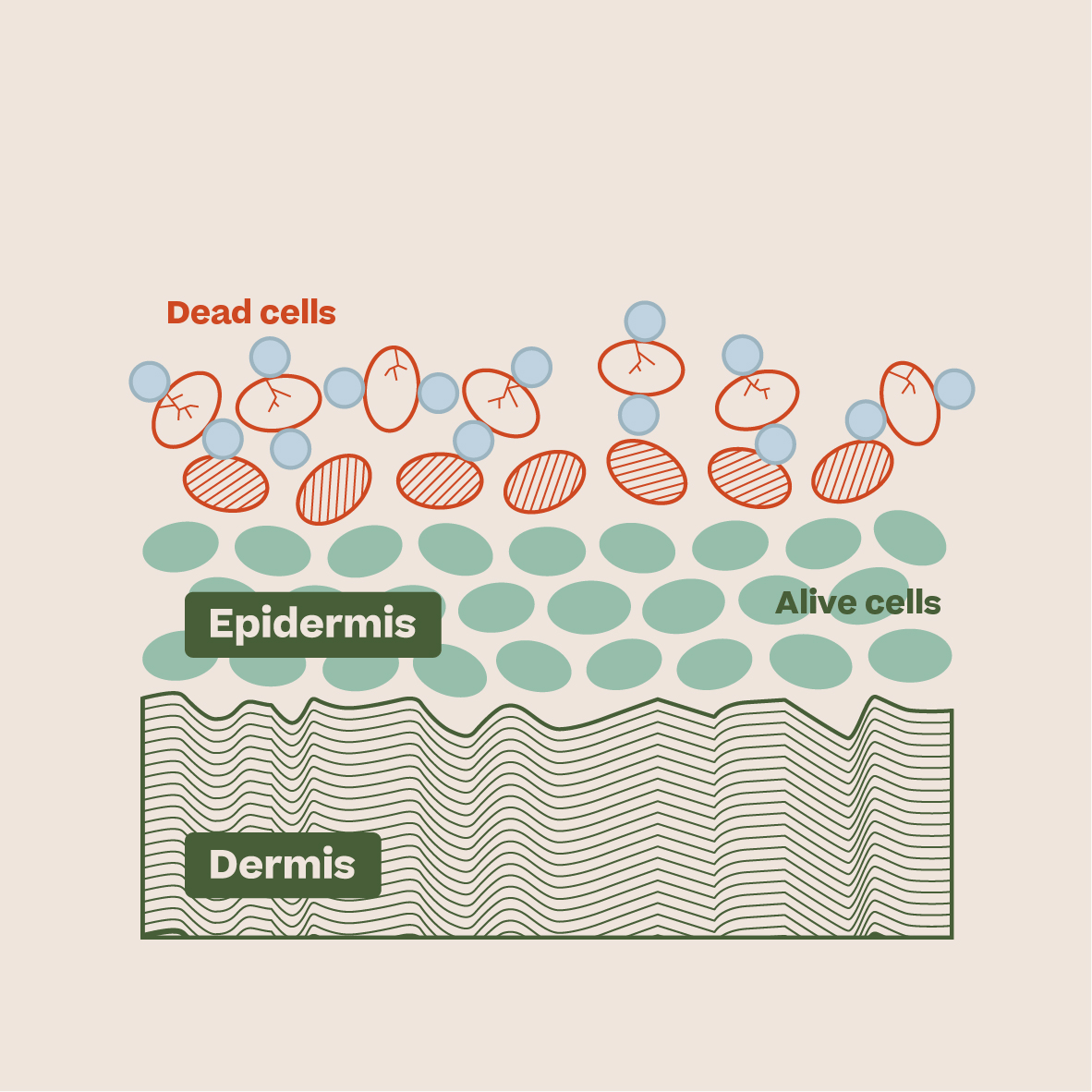 fjör - fjor | Science | Discover the research behind the Hydrolytic Enzyme